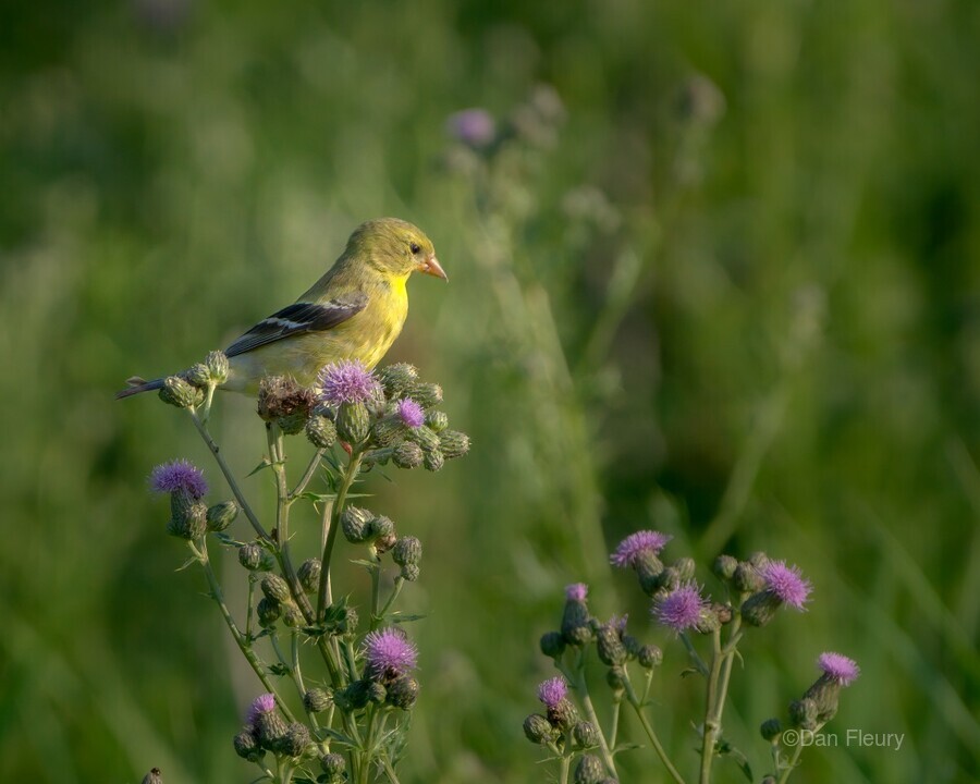 Goldfinch Female by Dan Fleury Wall Art